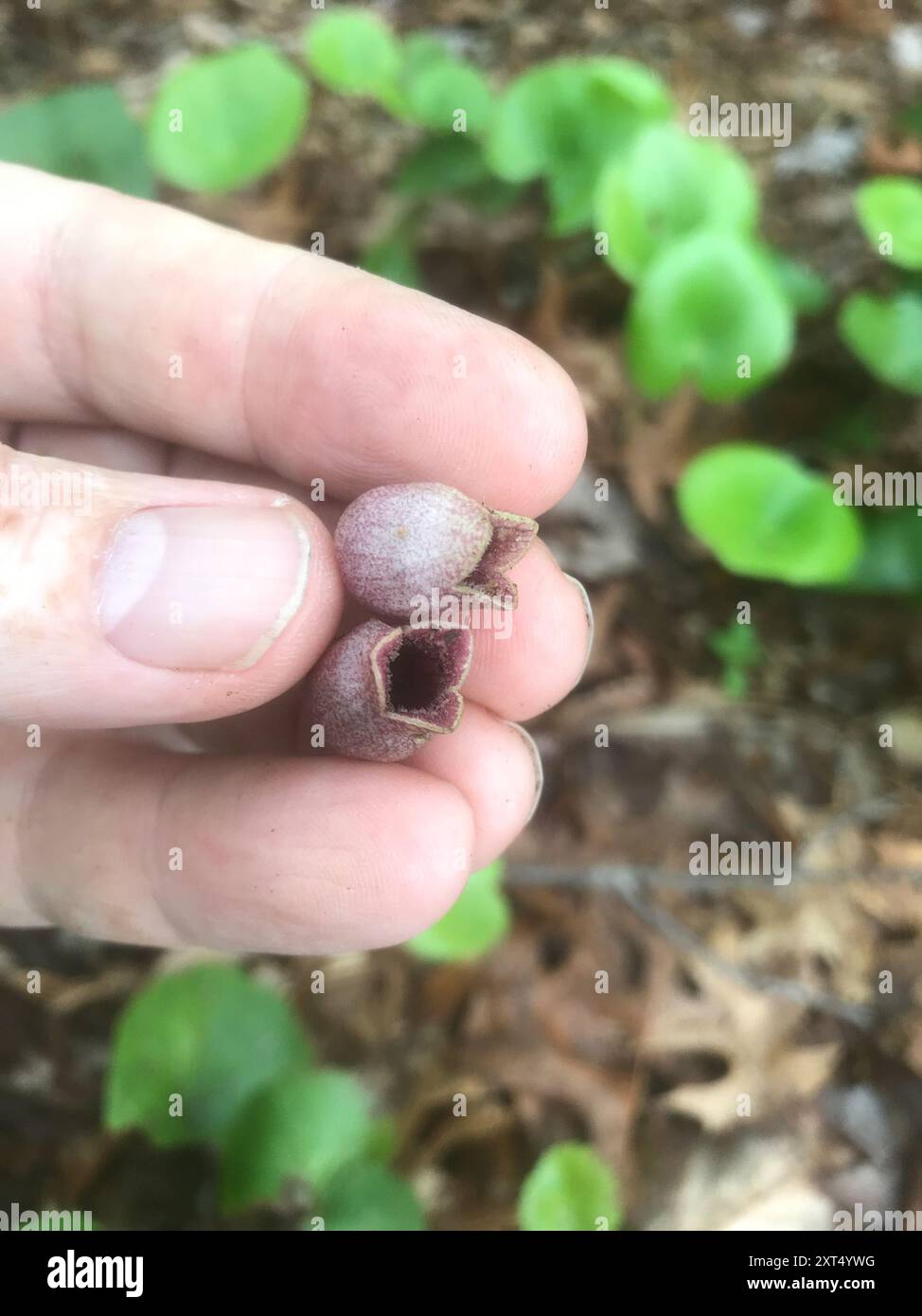 Virginia heartleaf (Asarum virginicum) Plantae Stock Photo - Alamy