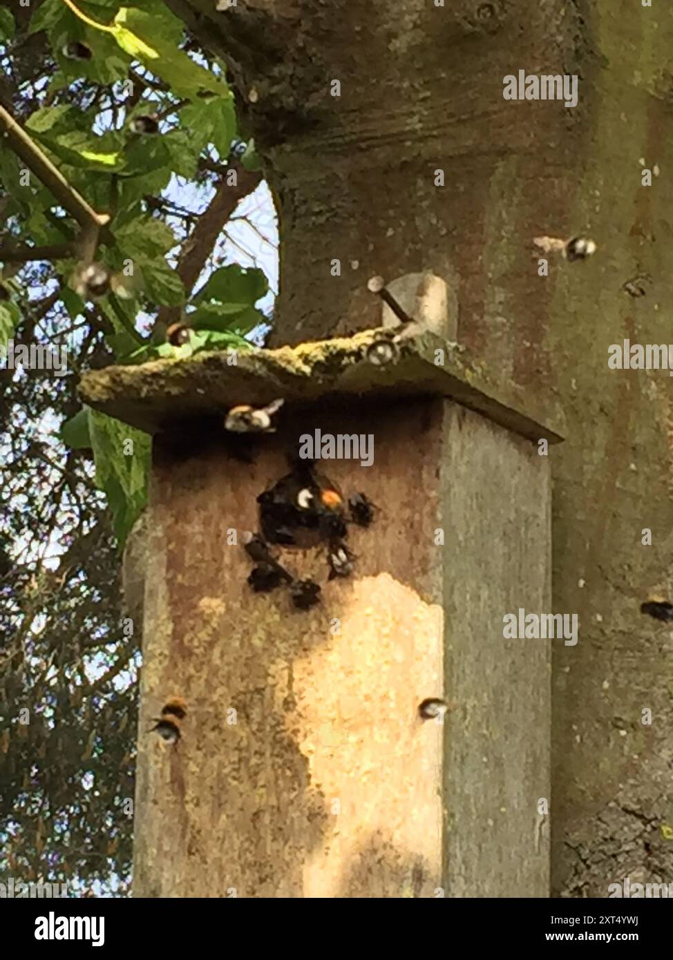 Tree Bumble Bee (Bombus hypnorum) Insecta Stock Photo - Alamy