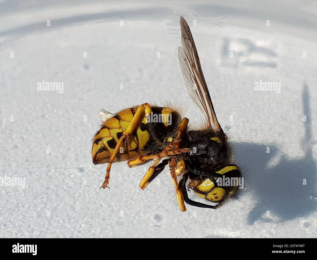 German Yellowjacket (Vespula germanica) Insecta Stock Photo - Alamy