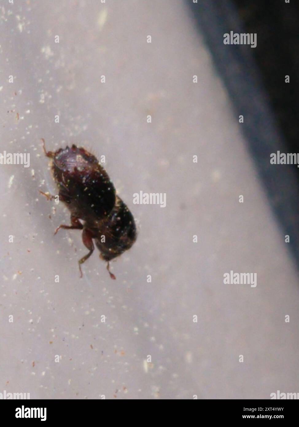 European spruce bark beetle (Ips typographus) Insecta Stock Photo - Alamy