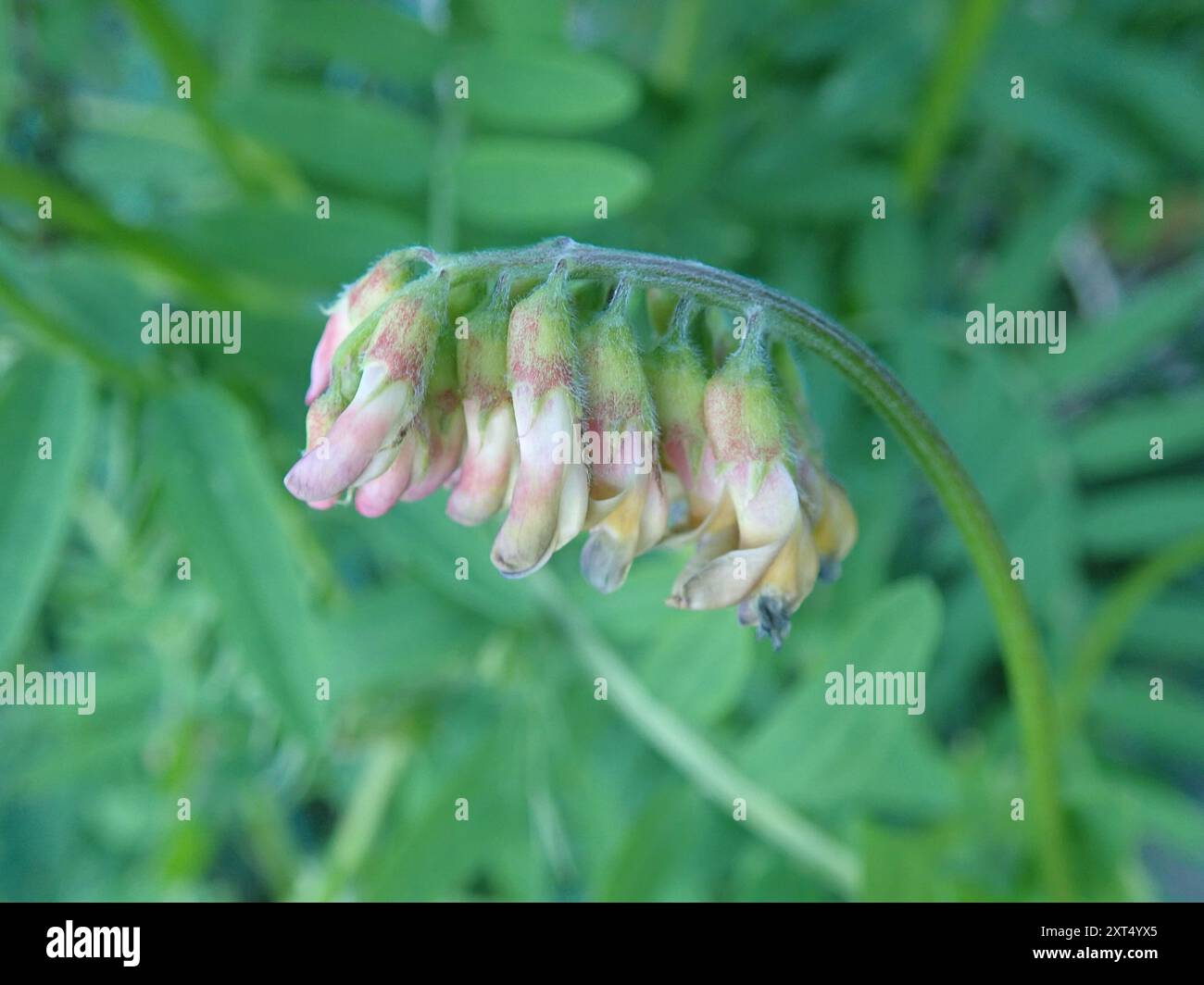 giant vetch (Vicia gigantea) Plantae Stock Photo - Alamy