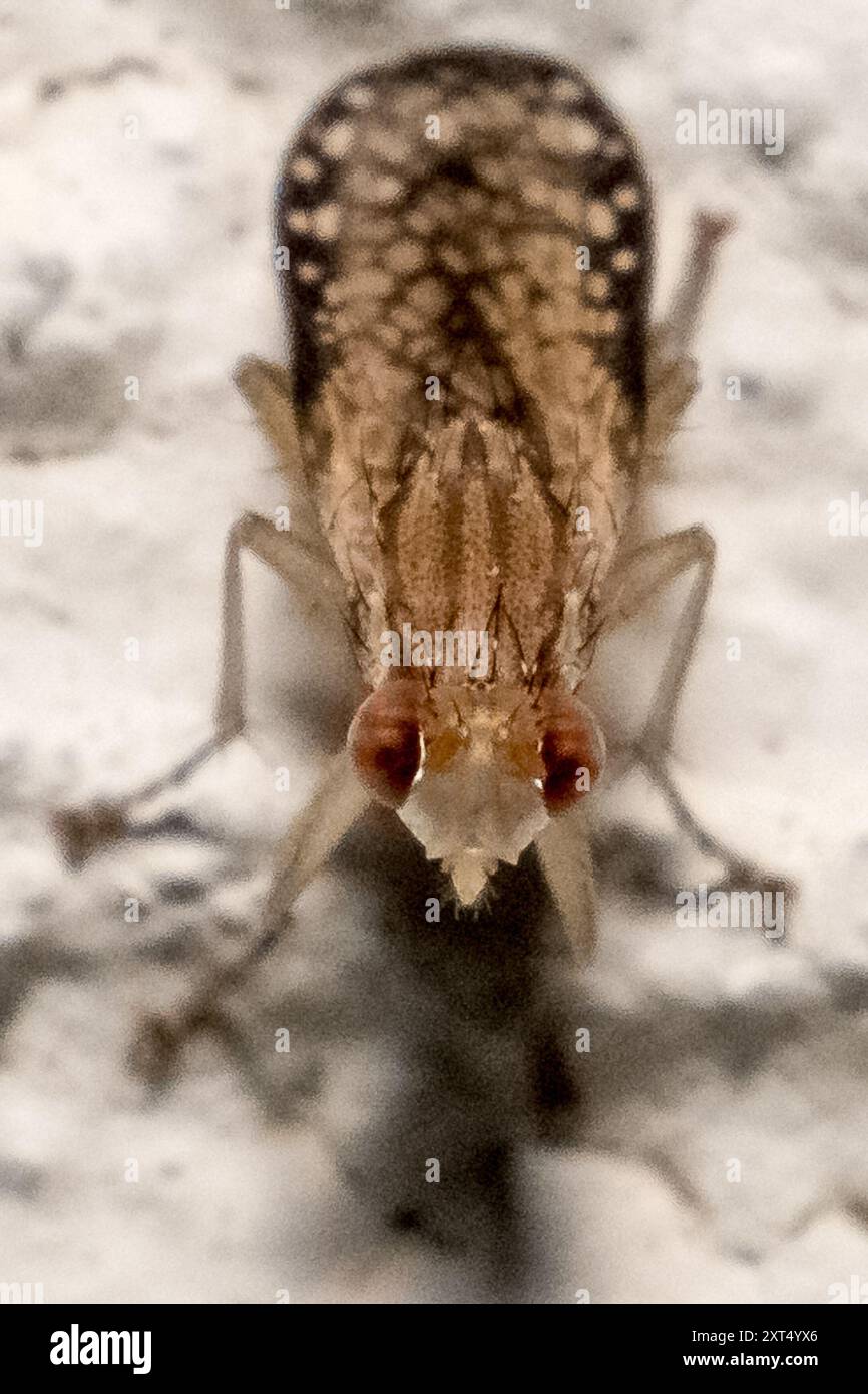 (Trypetoptera canadensis) Insecta Stock Photo - Alamy