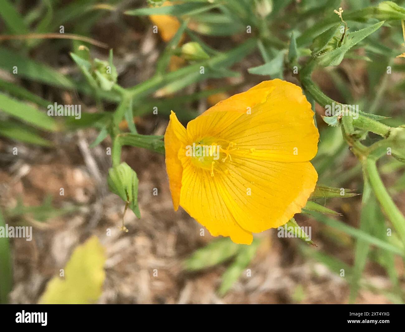 Yellow Flax (Linum rigidum) Plantae Stock Photo - Alamy