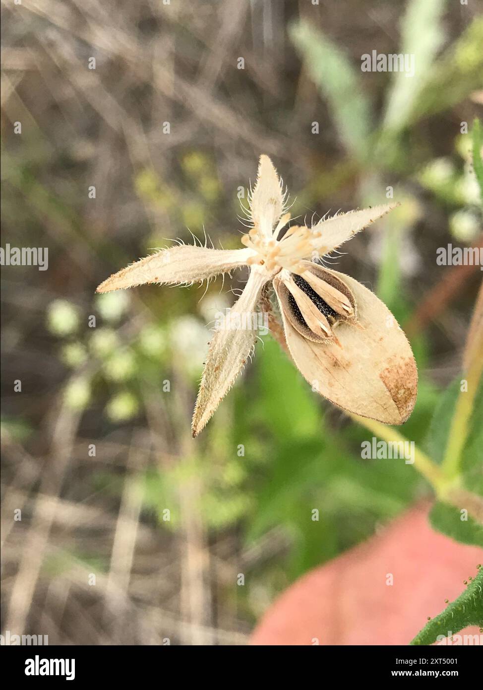 Texas yellow star (Lindheimera texana) Plantae Stock Photo - Alamy