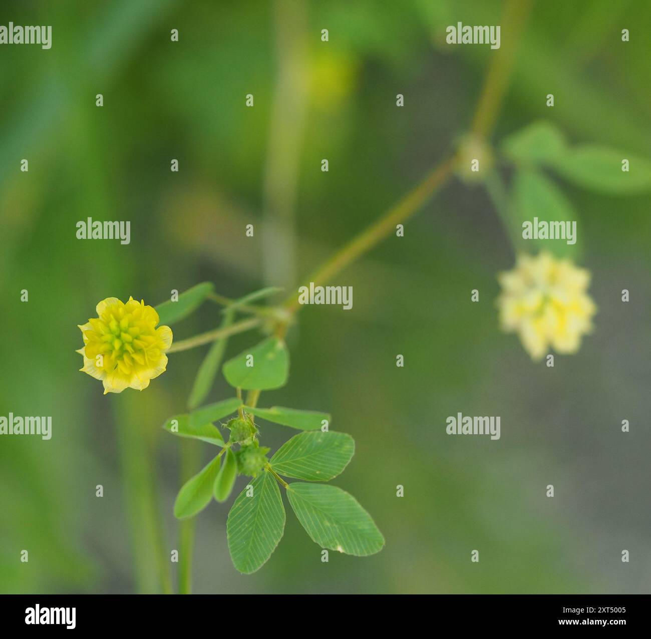 hop trefoil (Trifolium campestre) Plantae Stock Photo - Alamy