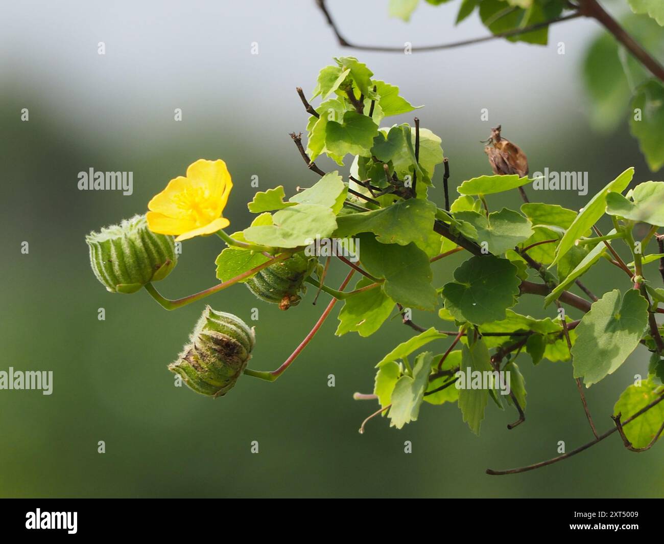 Indian Mallow (Abutilon indicum) Plantae Stock Photo - Alamy