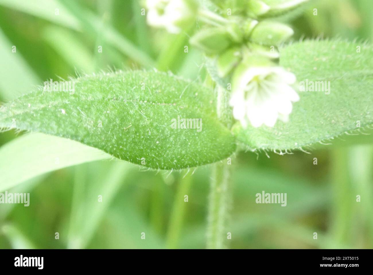 chickweeds (Stellaria) Plantae Stock Photo - Alamy