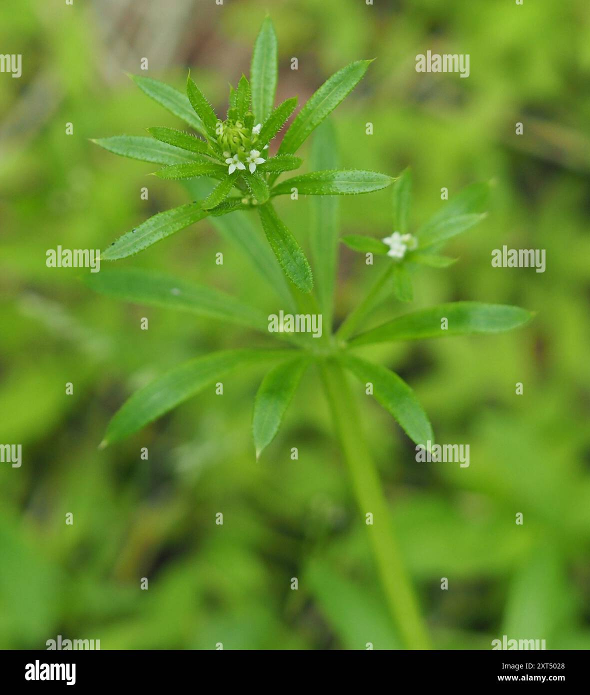 catchweed bedstraw (Galium aparine) Plantae Stock Photo - Alamy