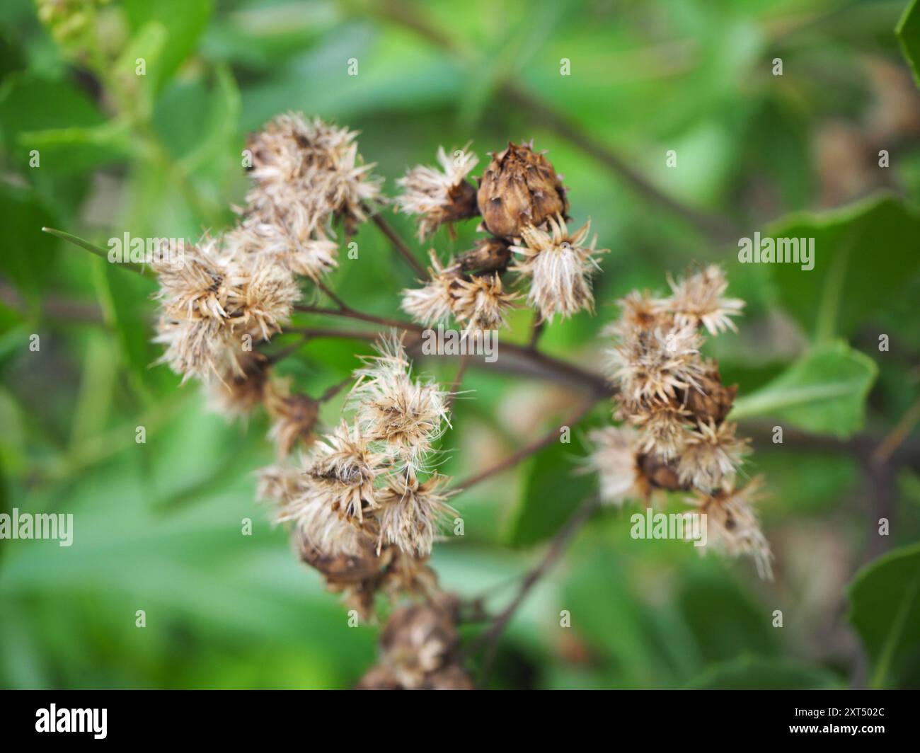 Indian marsh fleabane (Pluchea indica) Plantae Stock Photo - Alamy
