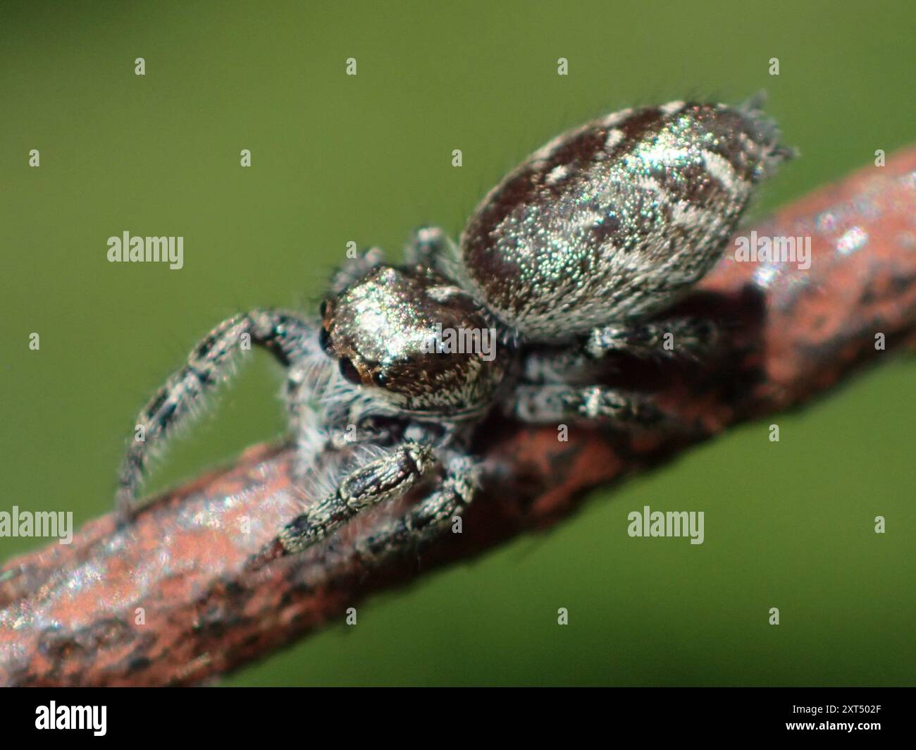 Bronze Jumping Spider (Eris militaris) Arachnida Stock Photo - Alamy