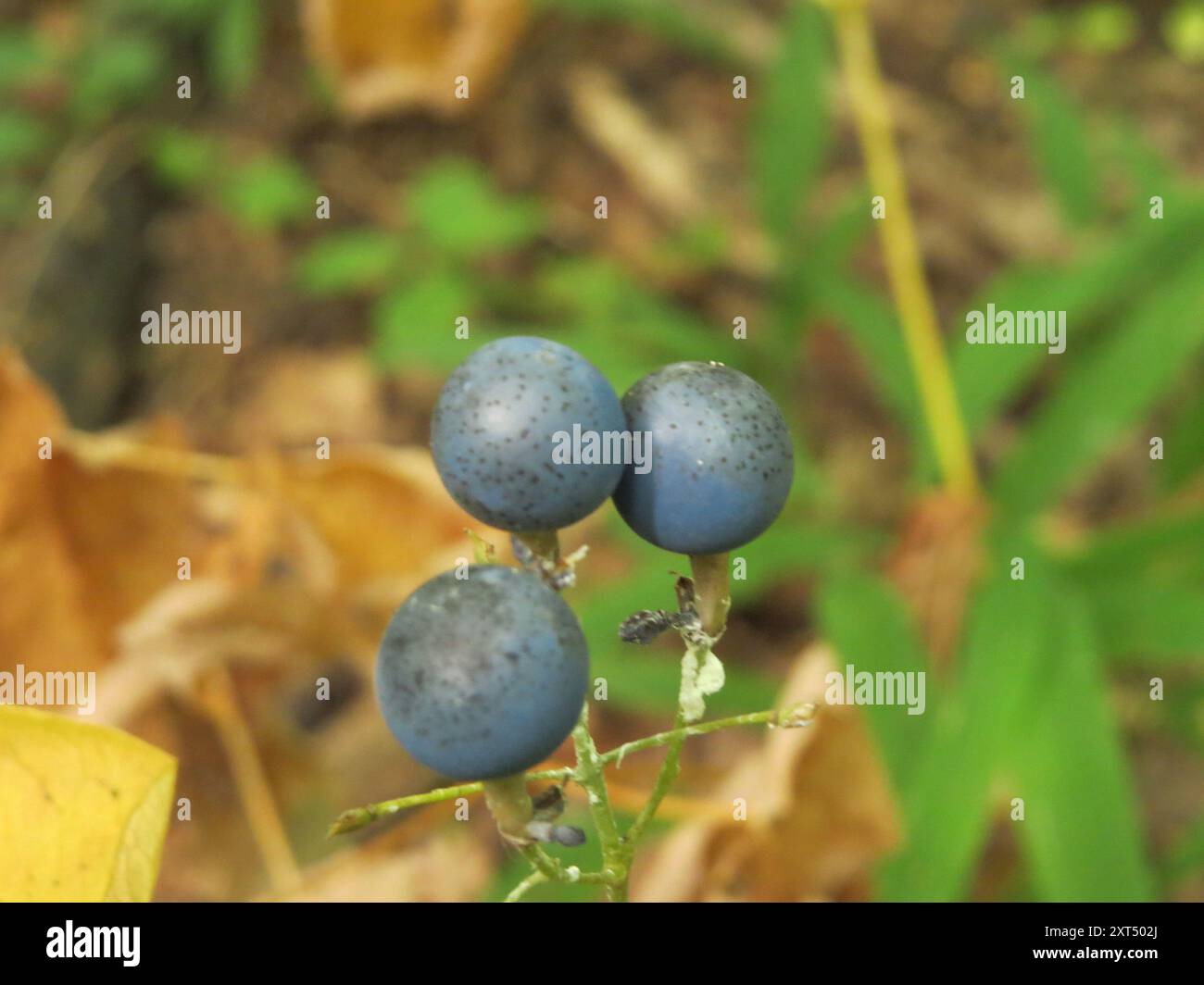 blue cohosh (Caulophyllum thalictroides) Plantae Stock Photo - Alamy