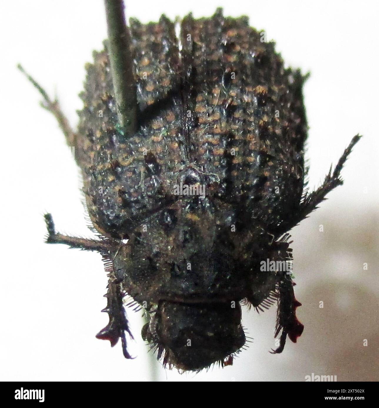 Eastern Highland Keratin Beetle (Phoberus lilianae) Insecta Stock Photo ...