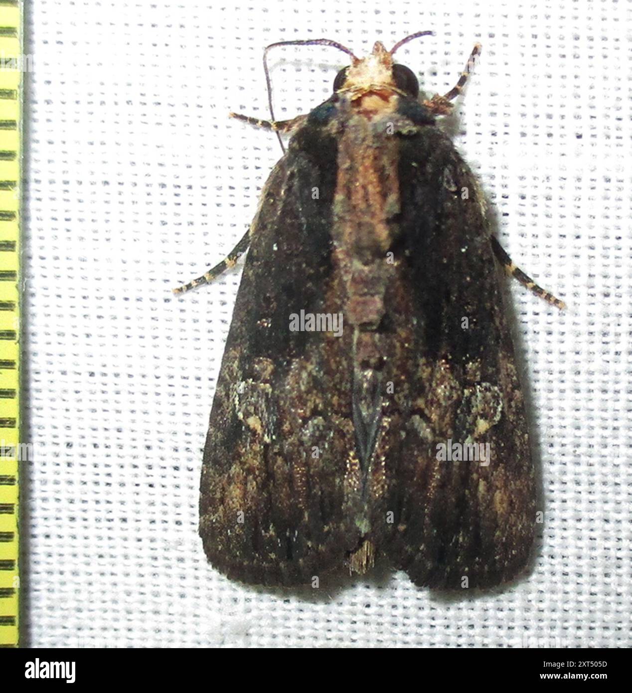 Cutworm Moths and Allies (Noctuidae) Insecta Stock Photo - Alamy