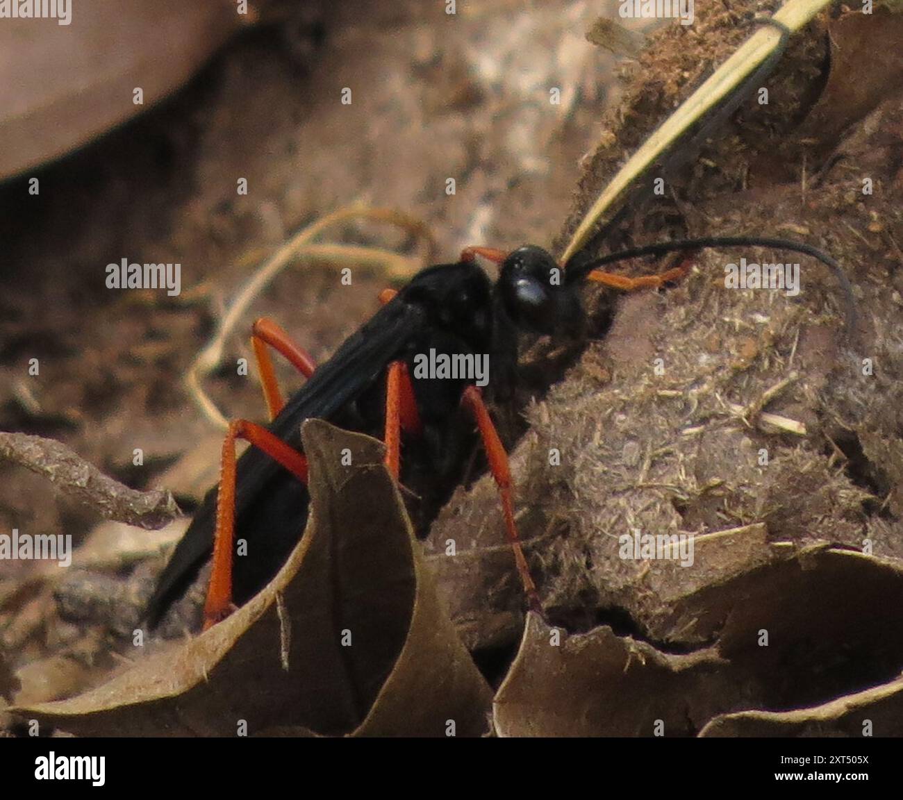 Spider Wasps (Pompilidae) Insecta Stock Photo - Alamy
