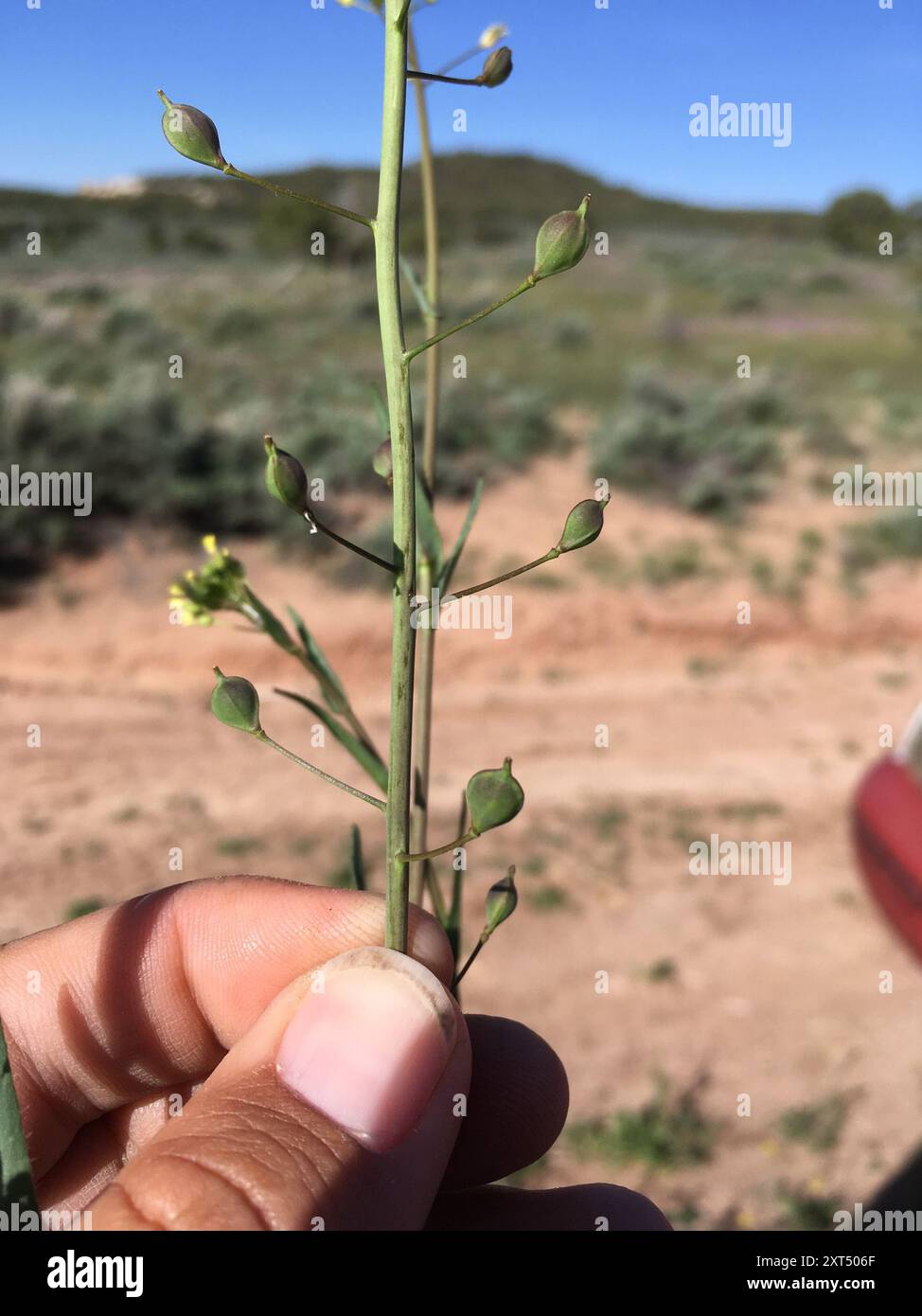 littlepod false flax (Camelina microcarpa) Plantae Stock Photo - Alamy