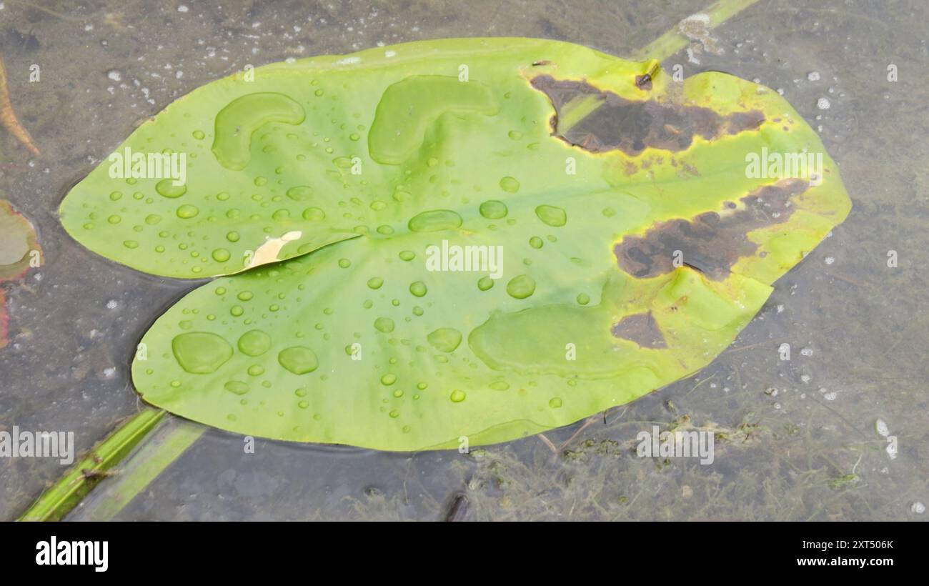 Variegated Yellow Pond-Lily (Nuphar variegata) Plantae Stock Photo - Alamy