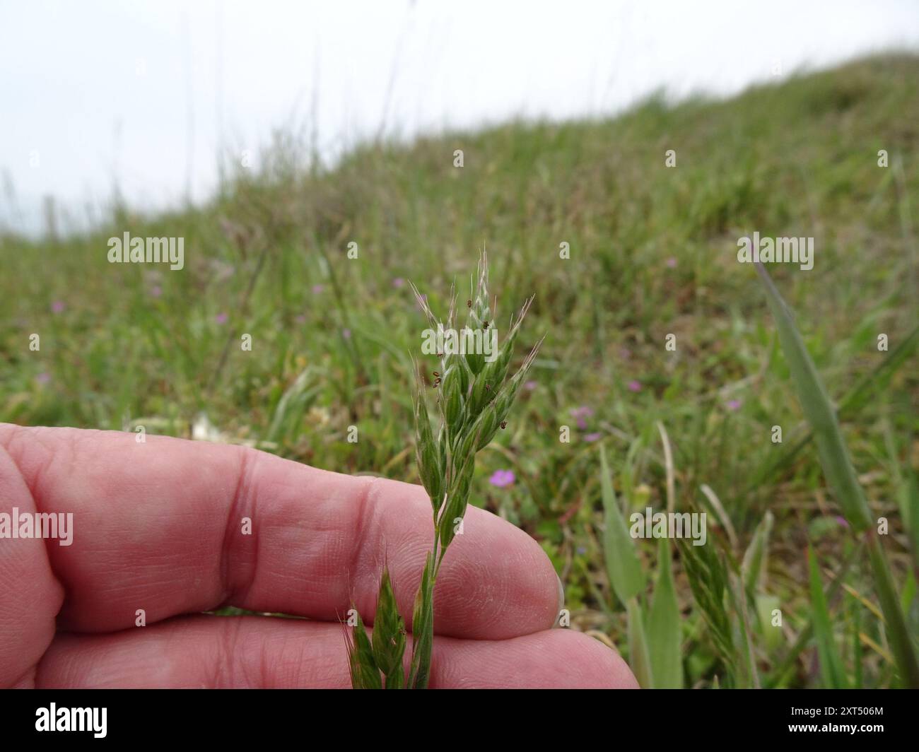 common soft brome (Bromus hordeaceus) Plantae Stock Photo - Alamy