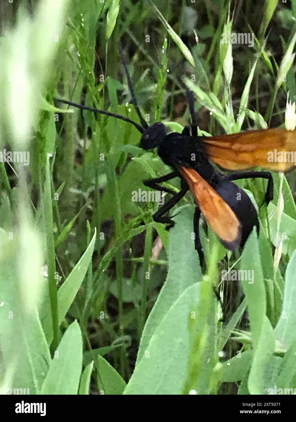 Tarantula-hawk Wasps and Allies (Pepsini) Insecta Stock Photo - Alamy