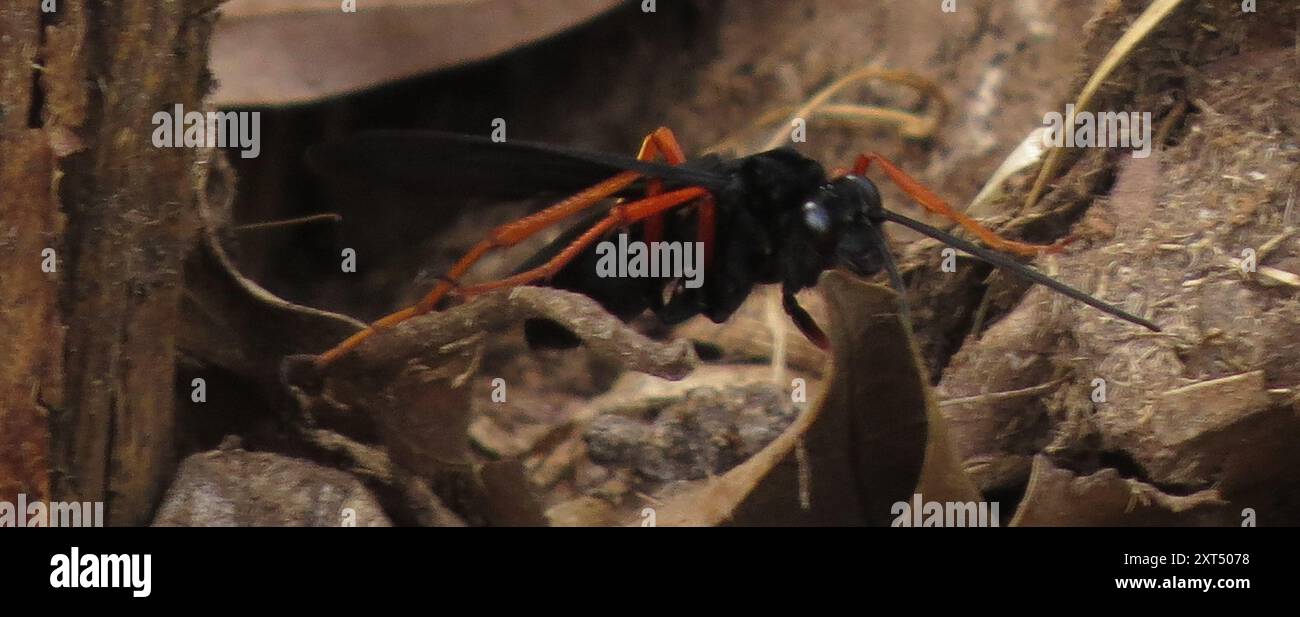 Spider Wasps (Pompilidae) Insecta Stock Photo - Alamy