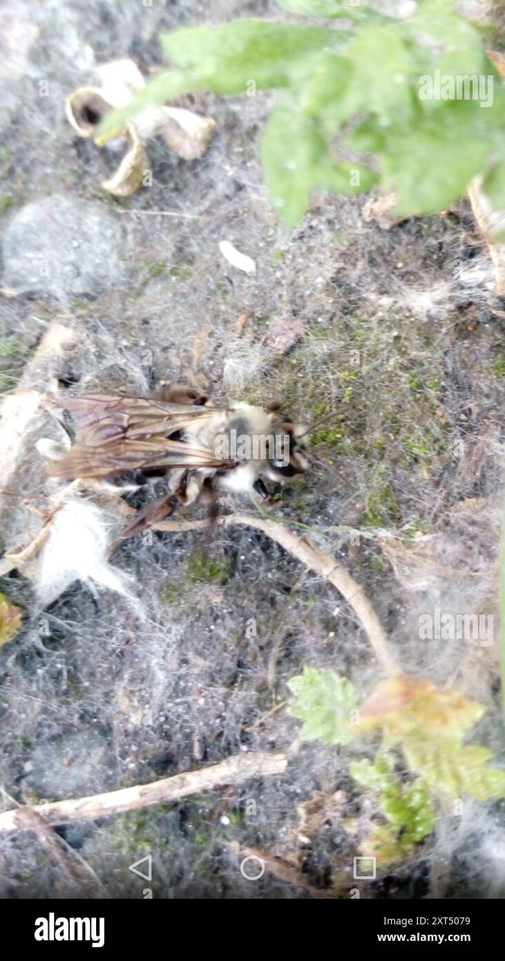 Mining Bees (Andrena) Insecta Stock Photo - Alamy