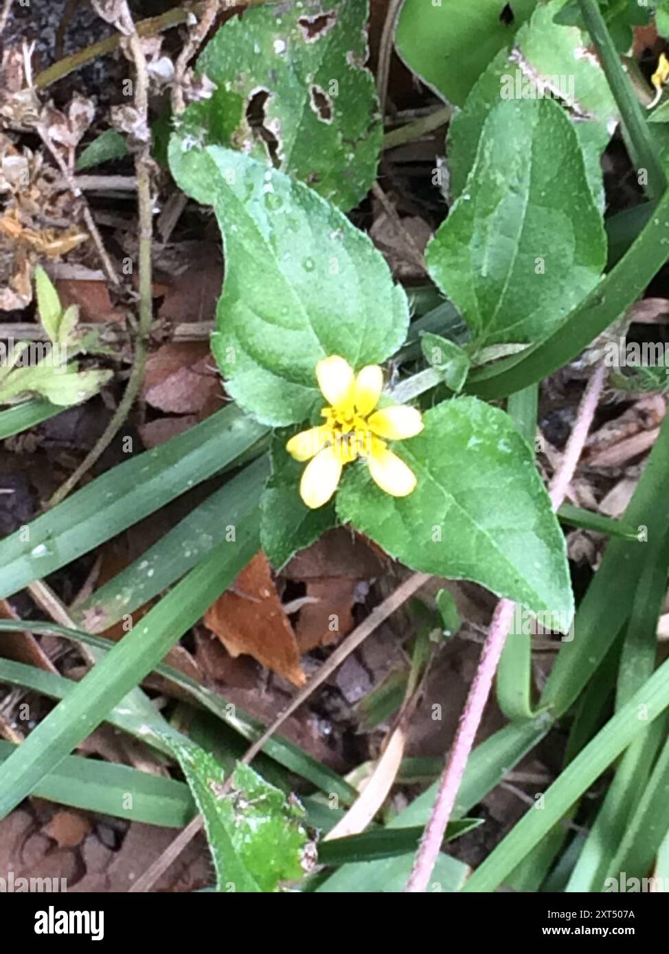 straggler daisy (Calyptocarpus vialis) Plantae Stock Photo - Alamy