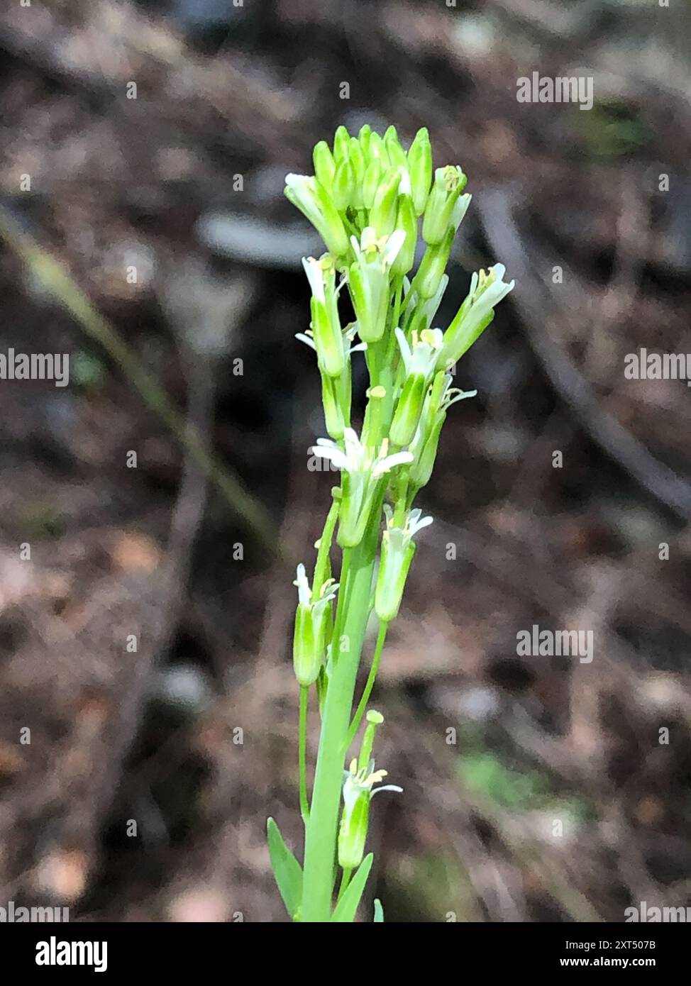 Tower Mustard (Turritis glabra) Plantae Stock Photo - Alamy