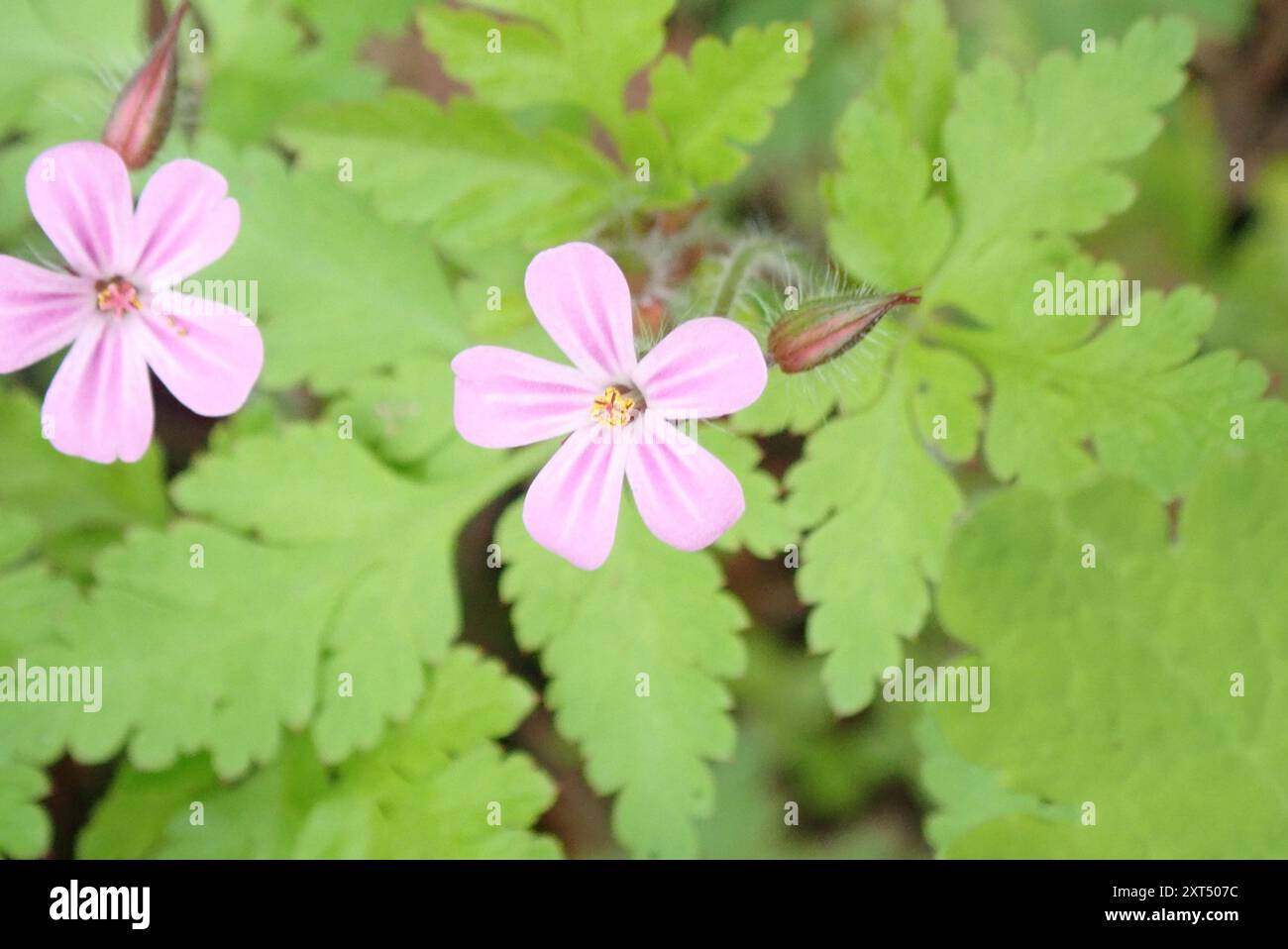 Herb Robert (Geranium robertianum) Plantae Stock Photo - Alamy