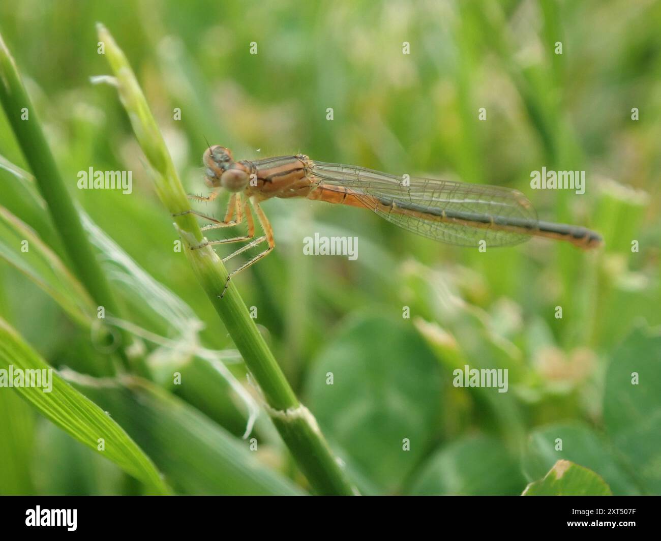 Eastern Forktail (Ischnura verticalis) Insecta Stock Photo - Alamy