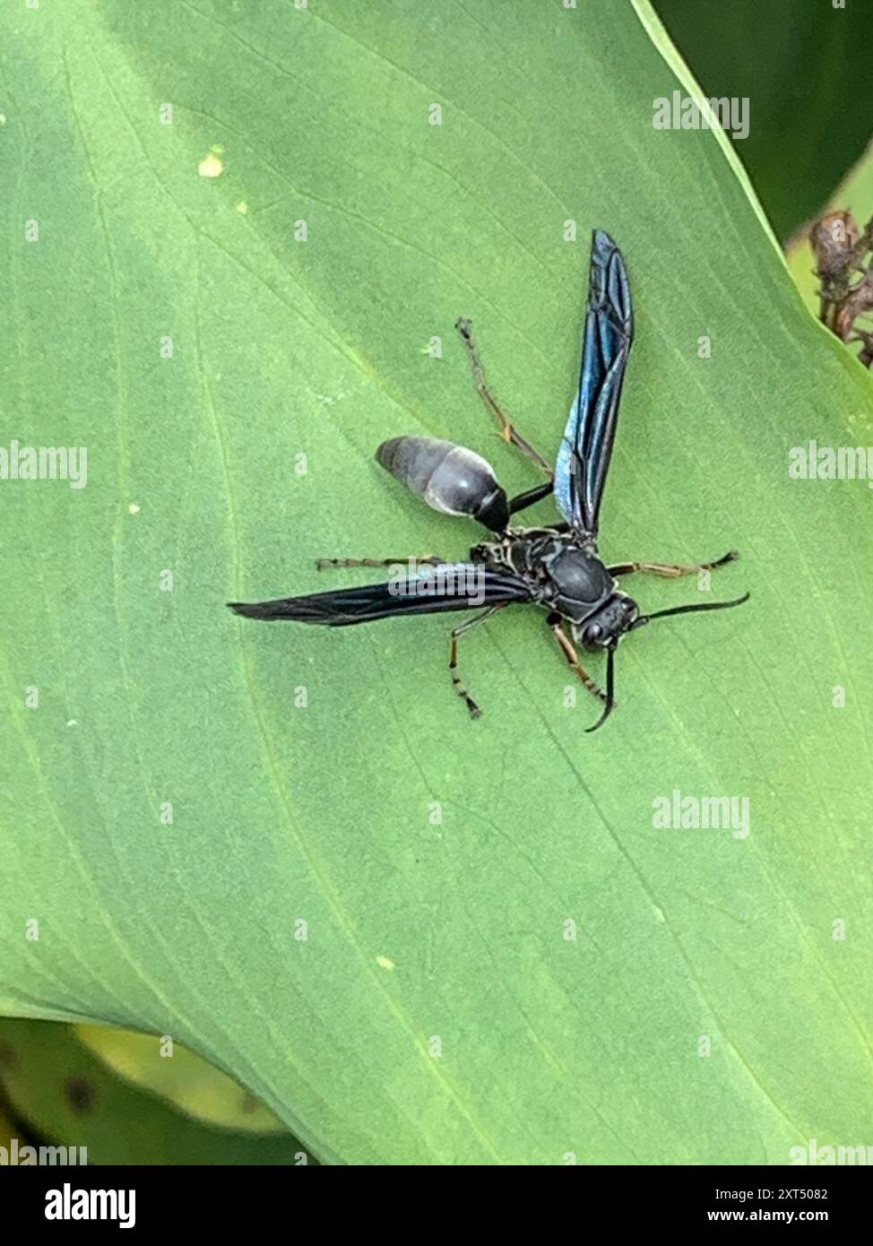 Paper Wasps (Polistinae) Insecta Stock Photo - Alamy
