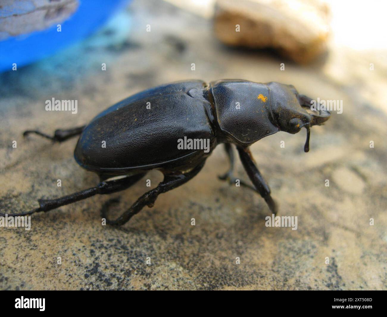 Smooth Stag Beetle (Lucanus placidus) Insecta Stock Photo - Alamy