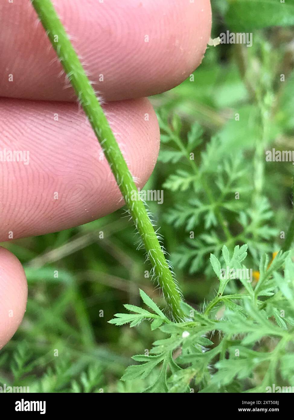 American wild carrot (Daucus pusillus) Plantae Stock Photo - Alamy