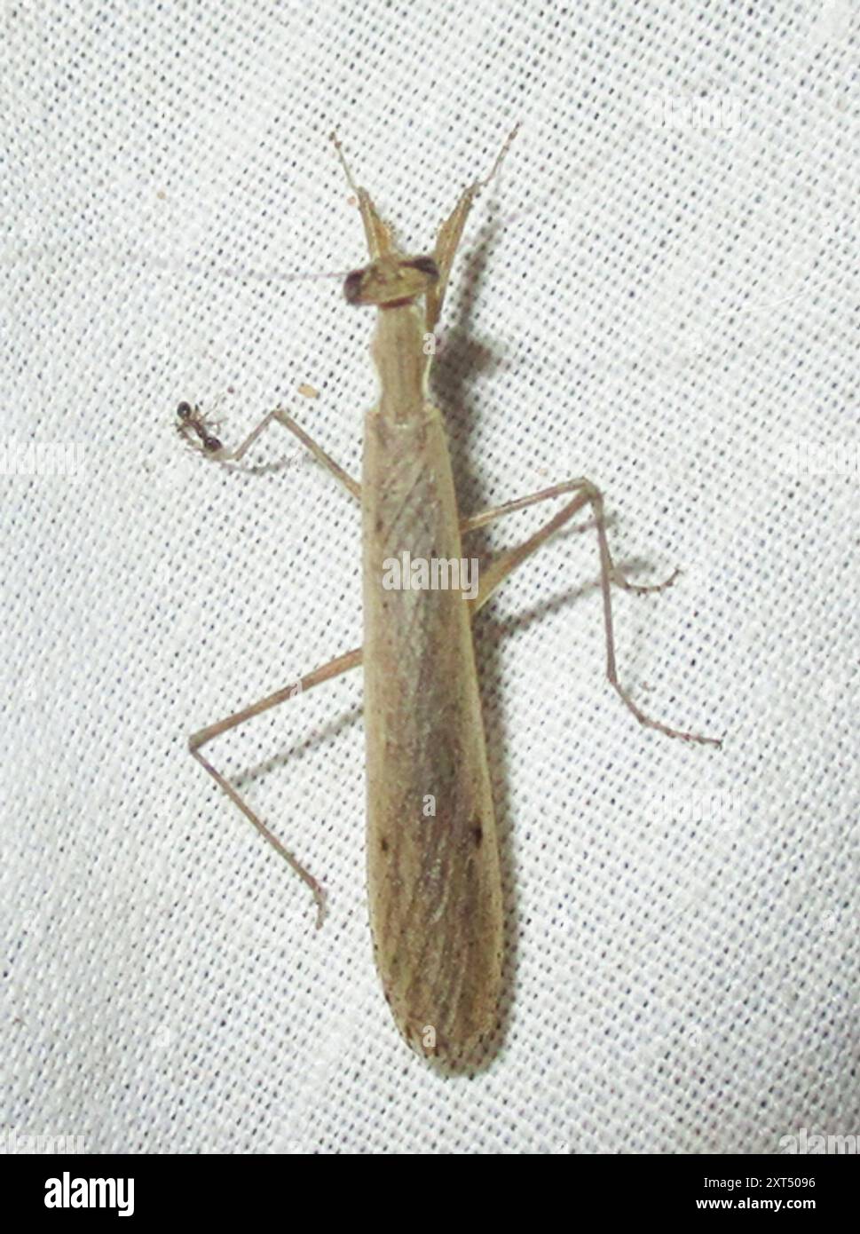 Mantids (Mantidae) Insecta Stock Photo - Alamy