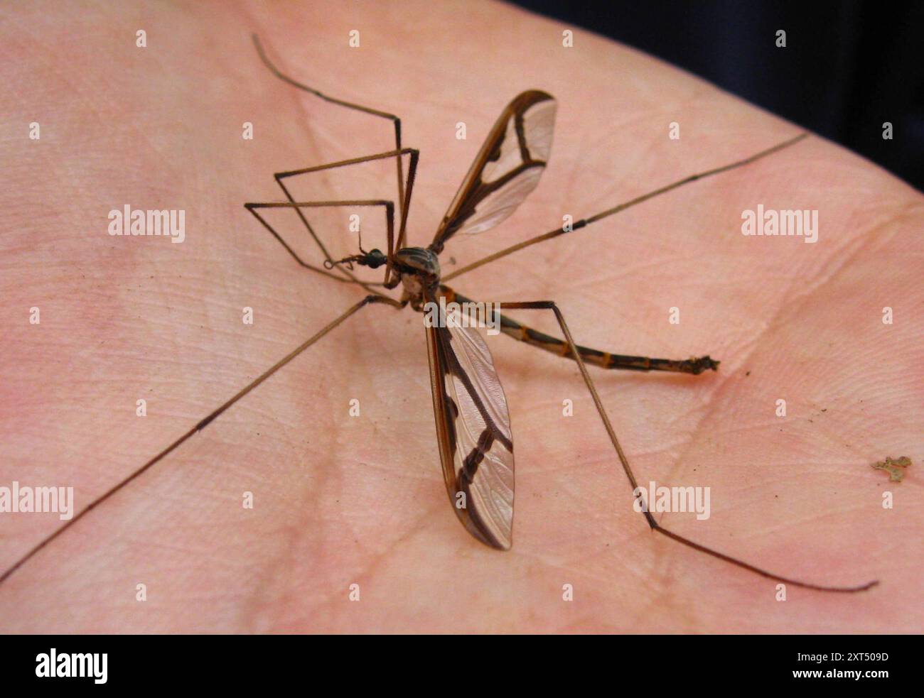 Giant Eastern Crane Fly (Pedicia albivitta) Insecta Stock Photo - Alamy