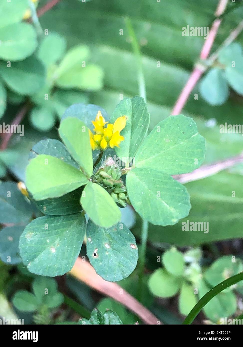 Lesser hop trefoil (Trifolium dubium) Plantae Stock Photo - Alamy