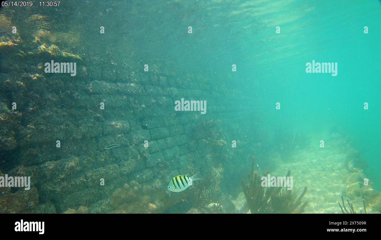 Atlantic Sergeant Major (Abudefduf saxatilis) Actinopterygii Stock ...