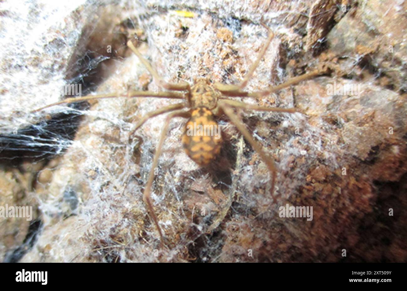 Northern Violin Spider (Loxosceles simillima) Arachnida Stock Photo - Alamy