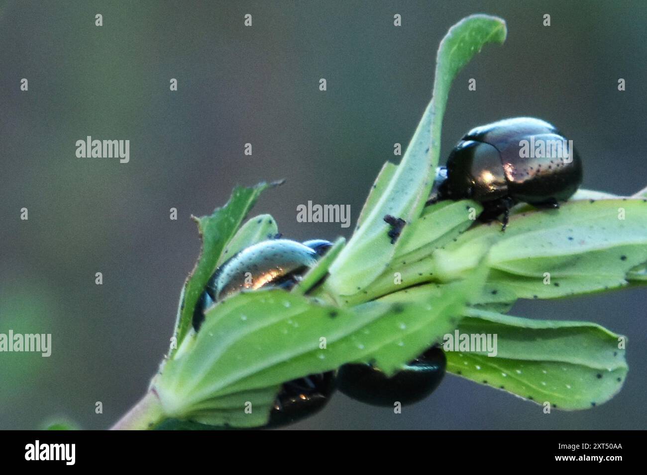Saint John's Wort Beetle (Chrysolina hyperici) Insecta Stock Photo - Alamy