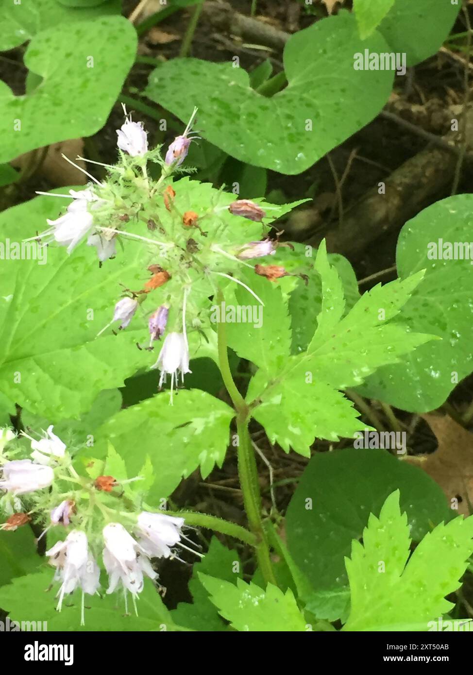 Virginia waterleaf (Hydrophyllum virginianum) Plantae Stock Photo - Alamy