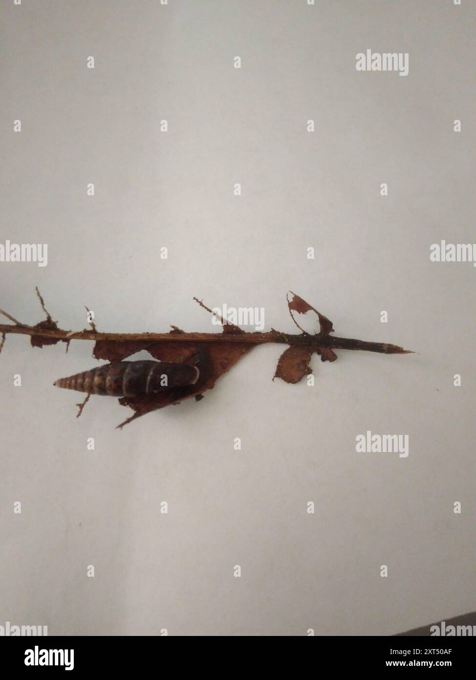 Plaited Door-snail (Cochlodina laminata) Mollusca Stock Photo - Alamy