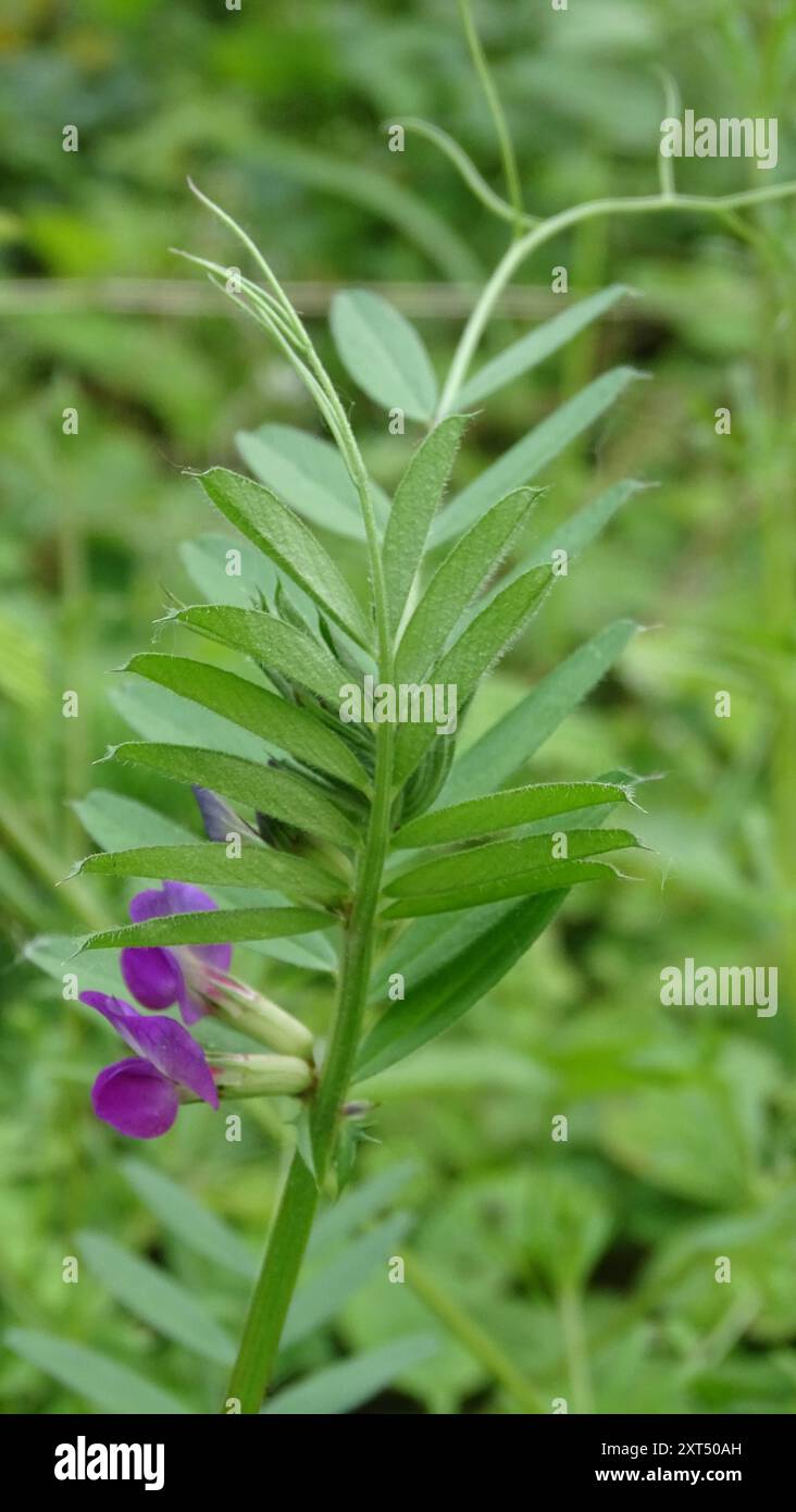 Common Vetch (Vicia sativa) Plantae Stock Photo - Alamy