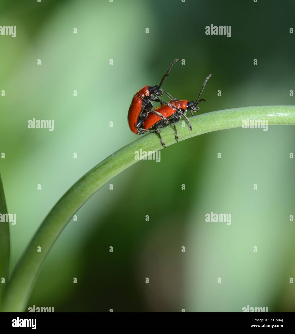 Lily Leaf Beetle (Lilioceris lilii) Insecta Stock Photo - Alamy