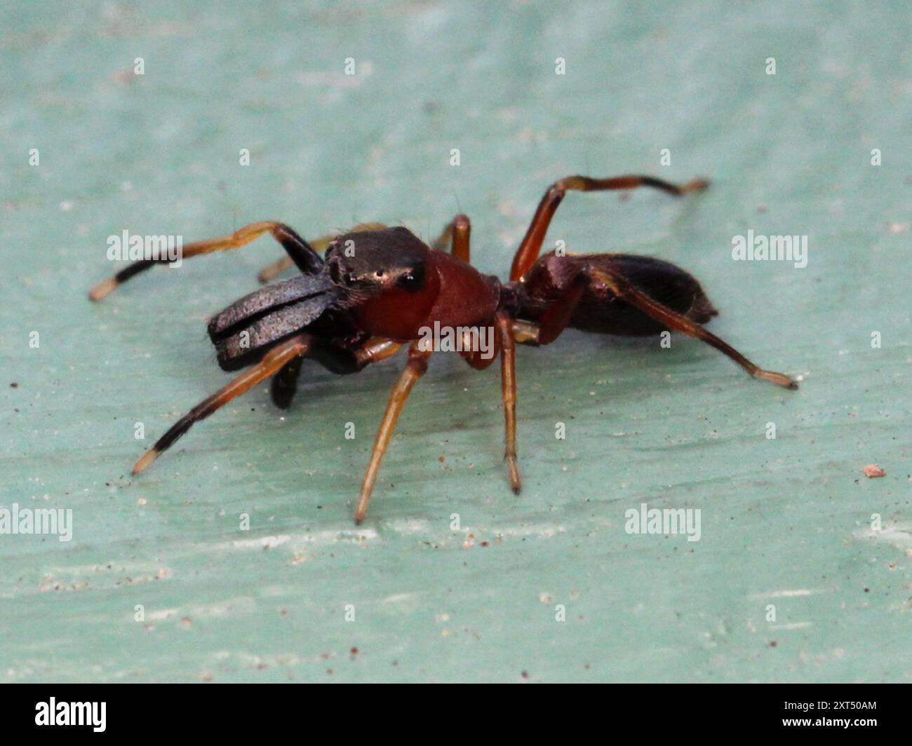 (Myrmarachne formicaria) Arachnida Stock Photo - Alamy