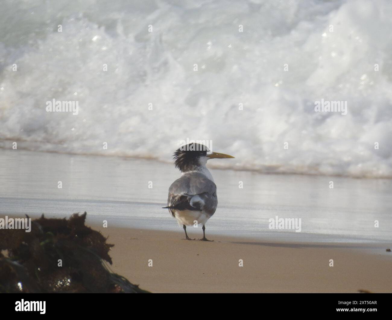 Great Crested Tern (Thalasseus bergii) Aves Stock Photo - Alamy