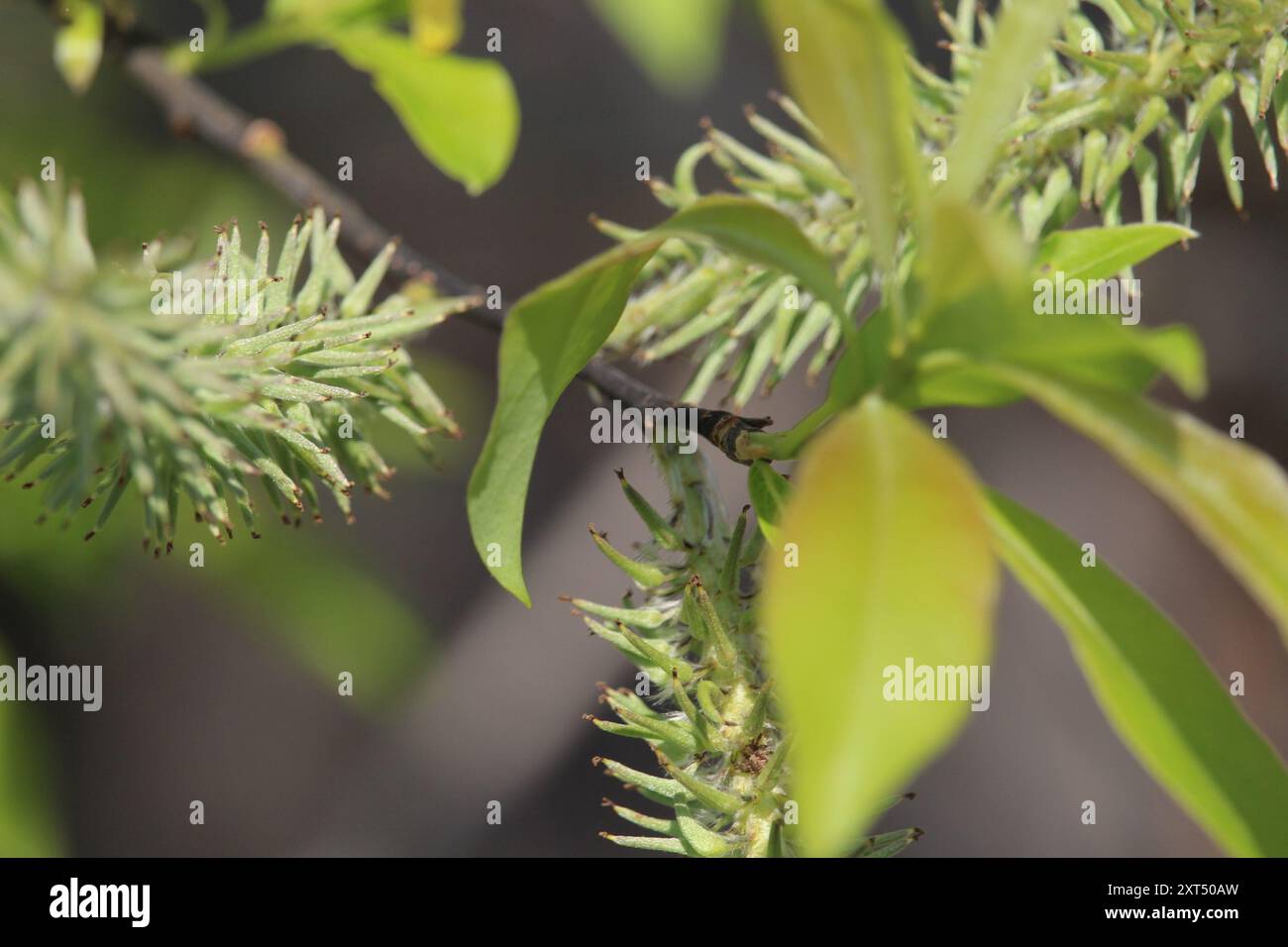 pussy willow (Salix discolor) Plantae Stock Photo - Alamy