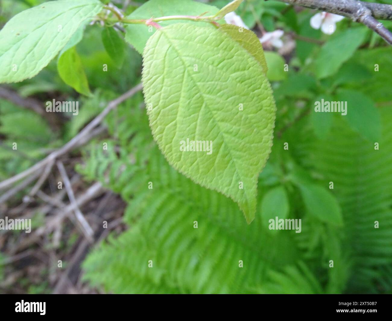 Canada plum (Prunus nigra) Plantae Stock Photo - Alamy
