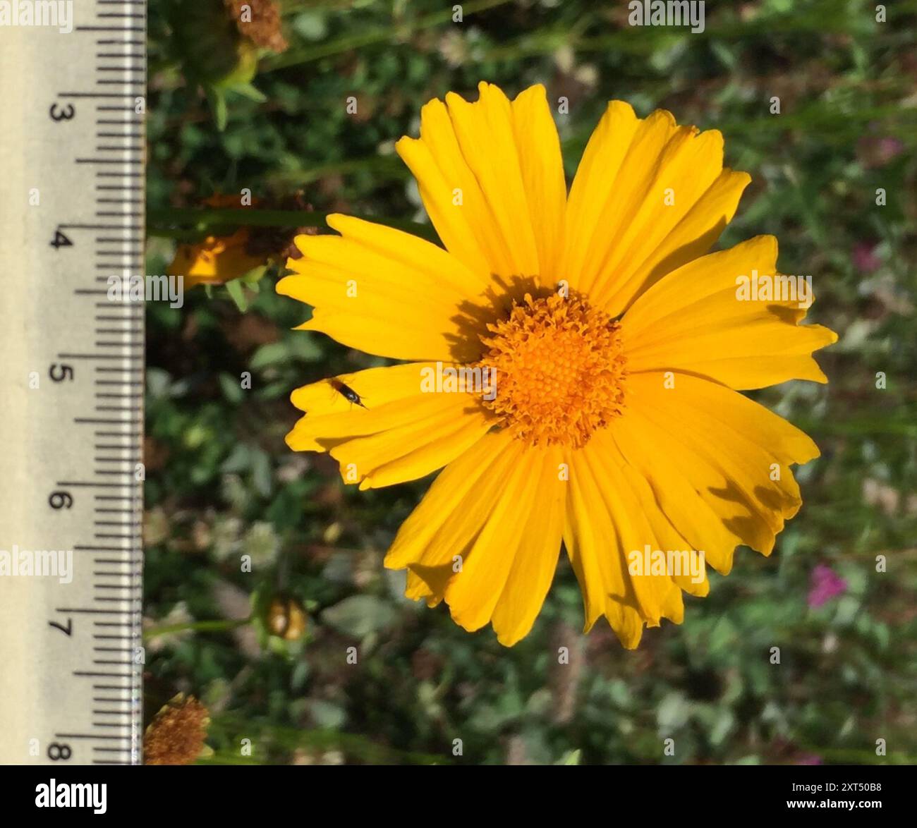 Lance-leaved Coreopsis (Coreopsis lanceolata) Plantae Stock Photo - Alamy