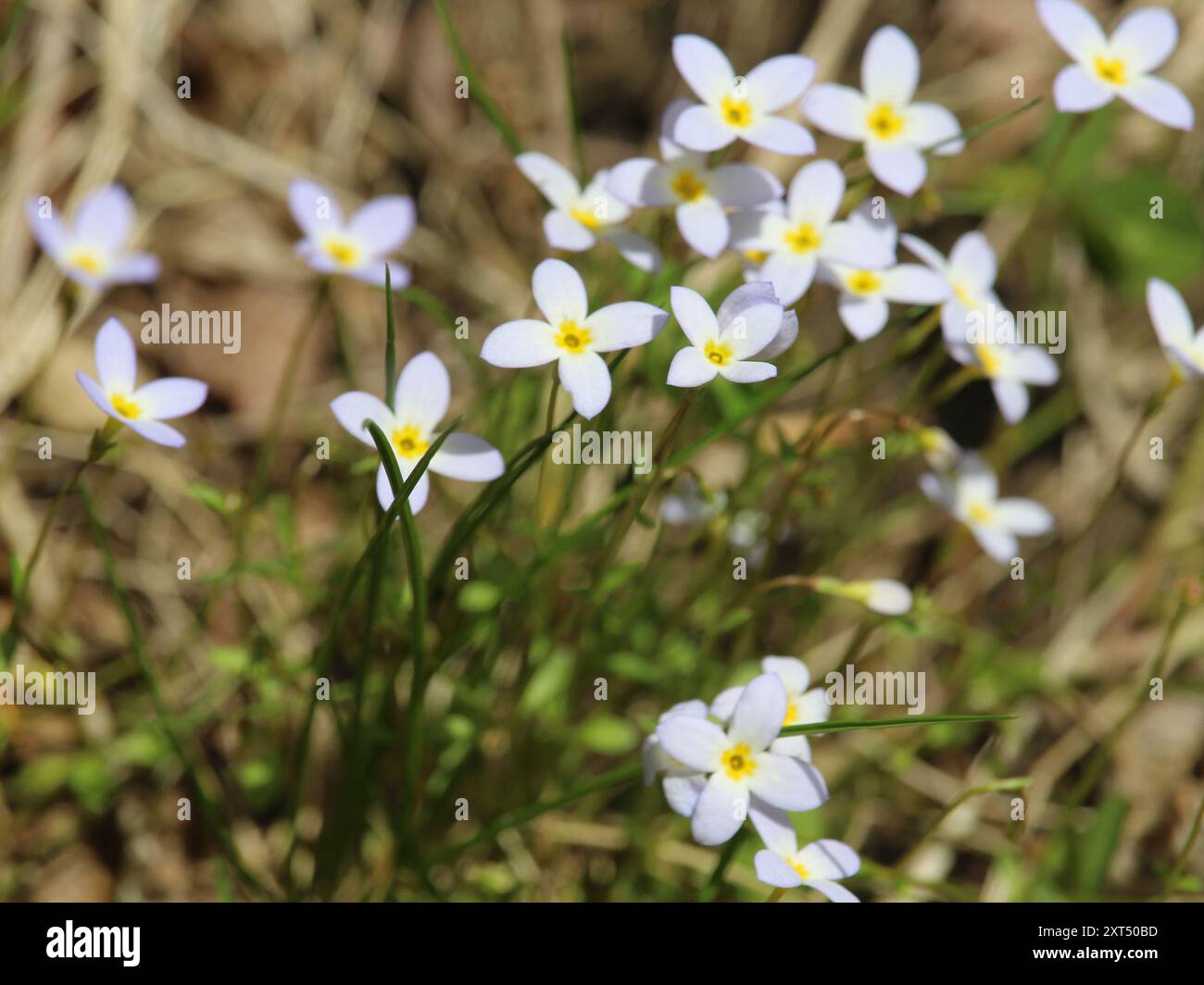azure bluet (Houstonia caerulea) Plantae Stock Photo - Alamy