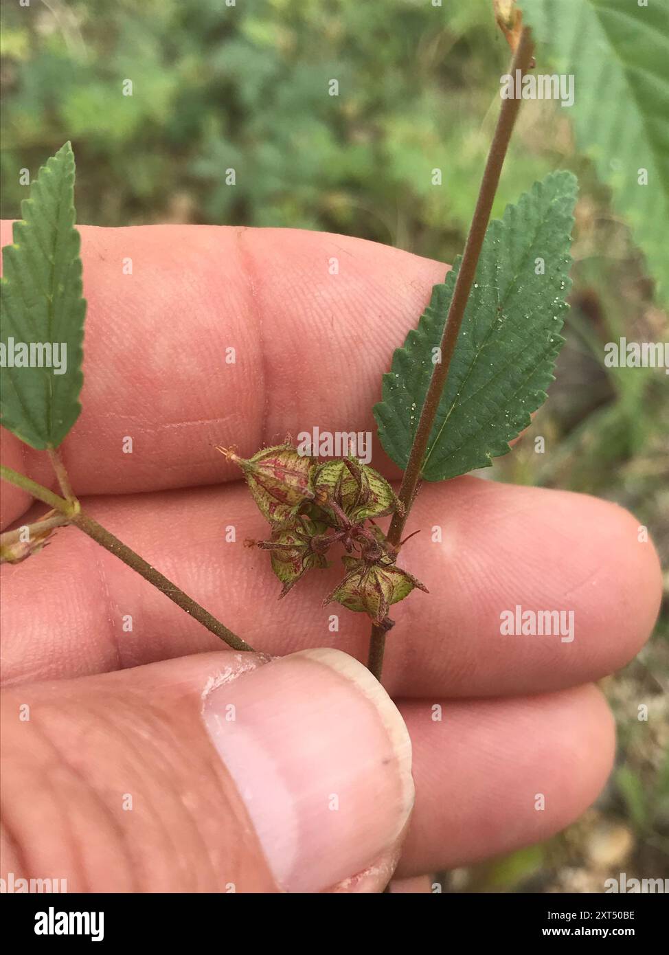 Pyramid Flower (Melochia pyramidata) Plantae Stock Photo - Alamy