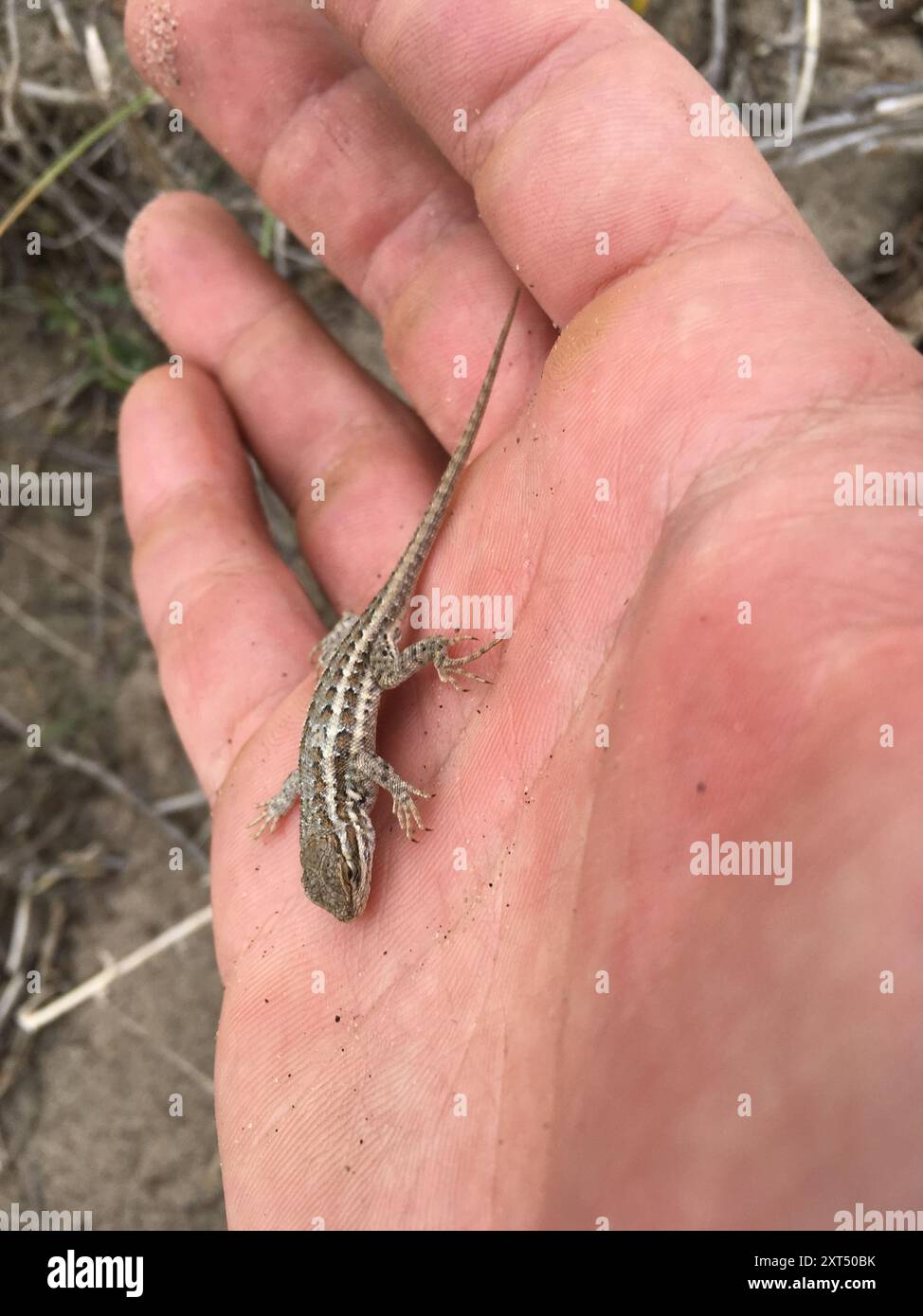 Common Sagebrush Lizard (Sceloporus graciosus) Reptilia Stock Photo - Alamy