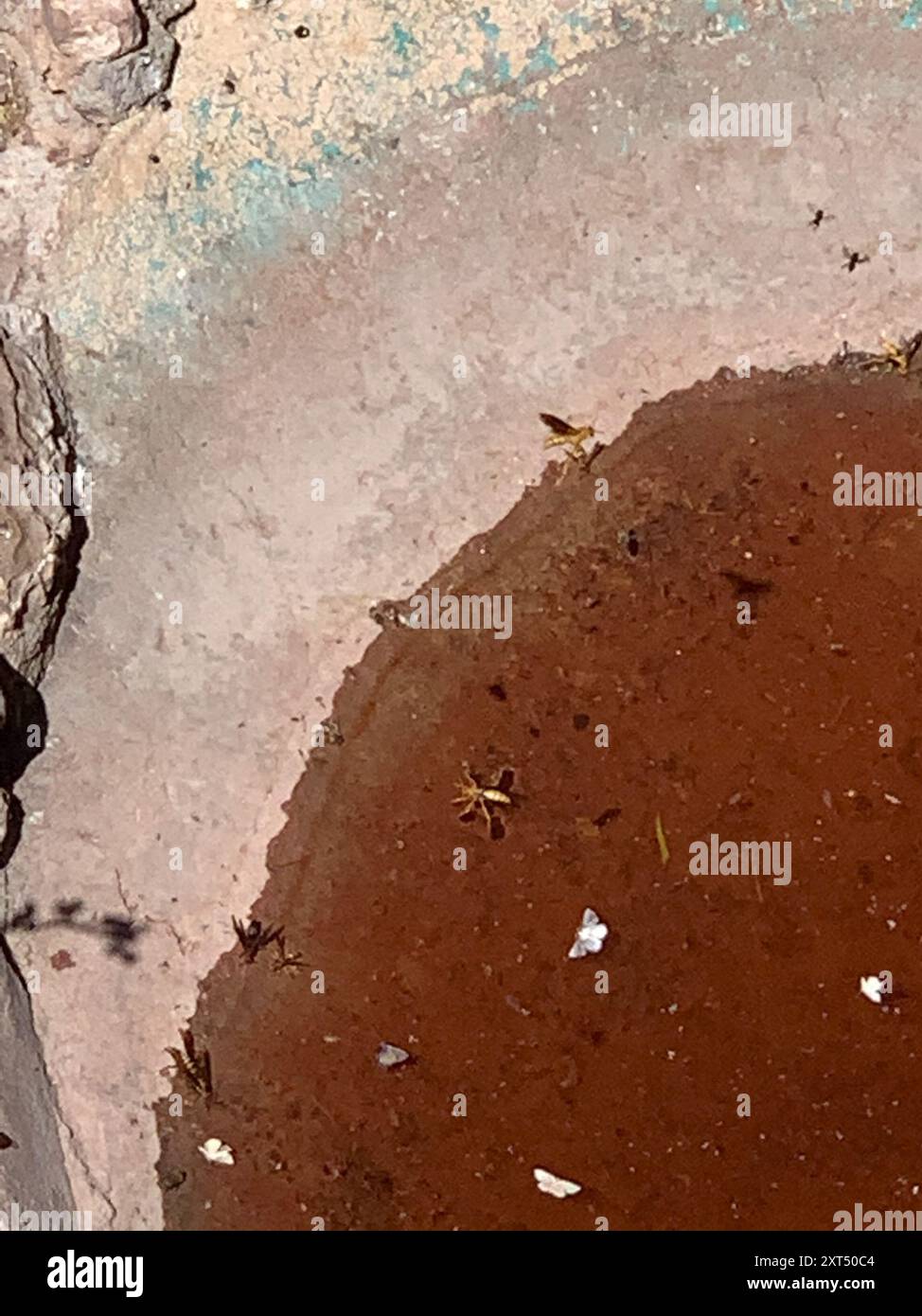 Ants, Bees, and Stinging Wasps (Aculeata) Insecta Stock Photo - Alamy